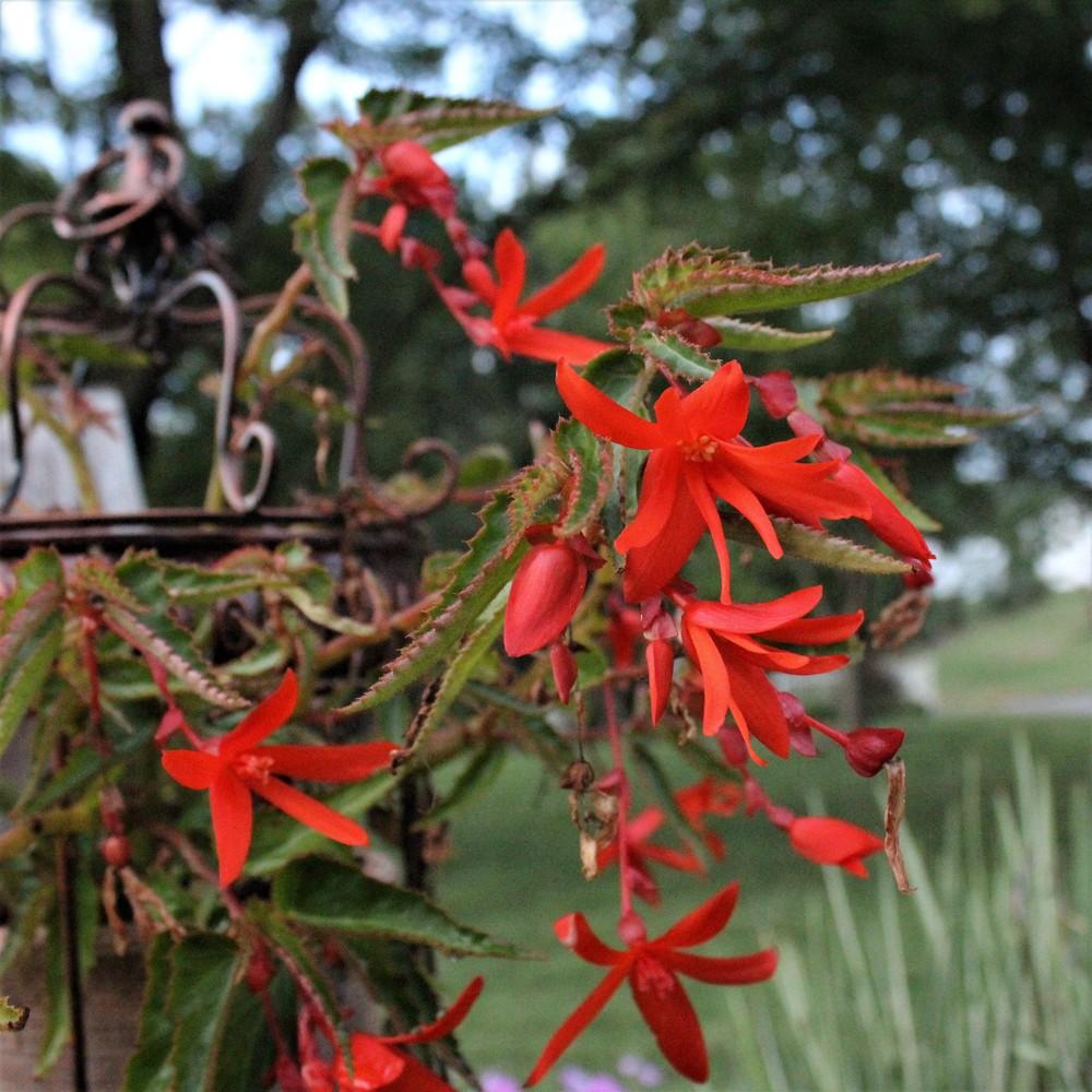 Photo of the bloom of Begonia Waterfall® Encanto Orange® posted by ...