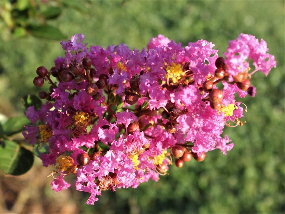 Crepe Myrtles: Plant Care and Collection of Varieties - Garden.org