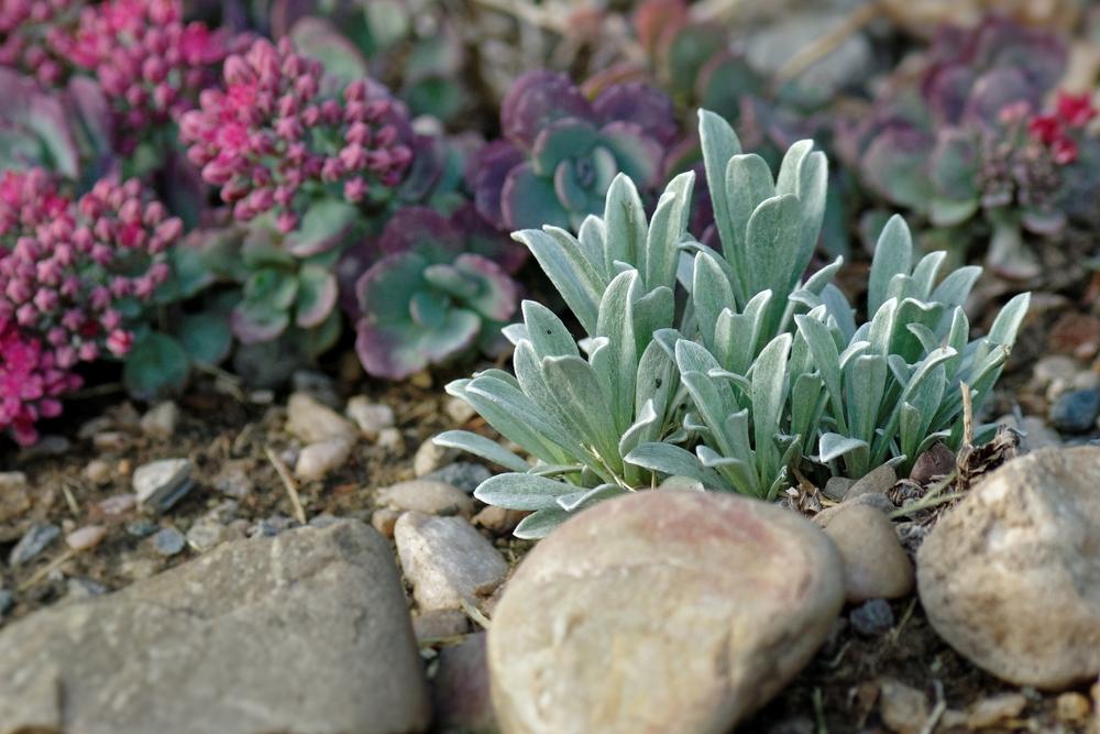 Himalayan Edelweiss (Leontopodium nivale 'Tibet') - Garden.org