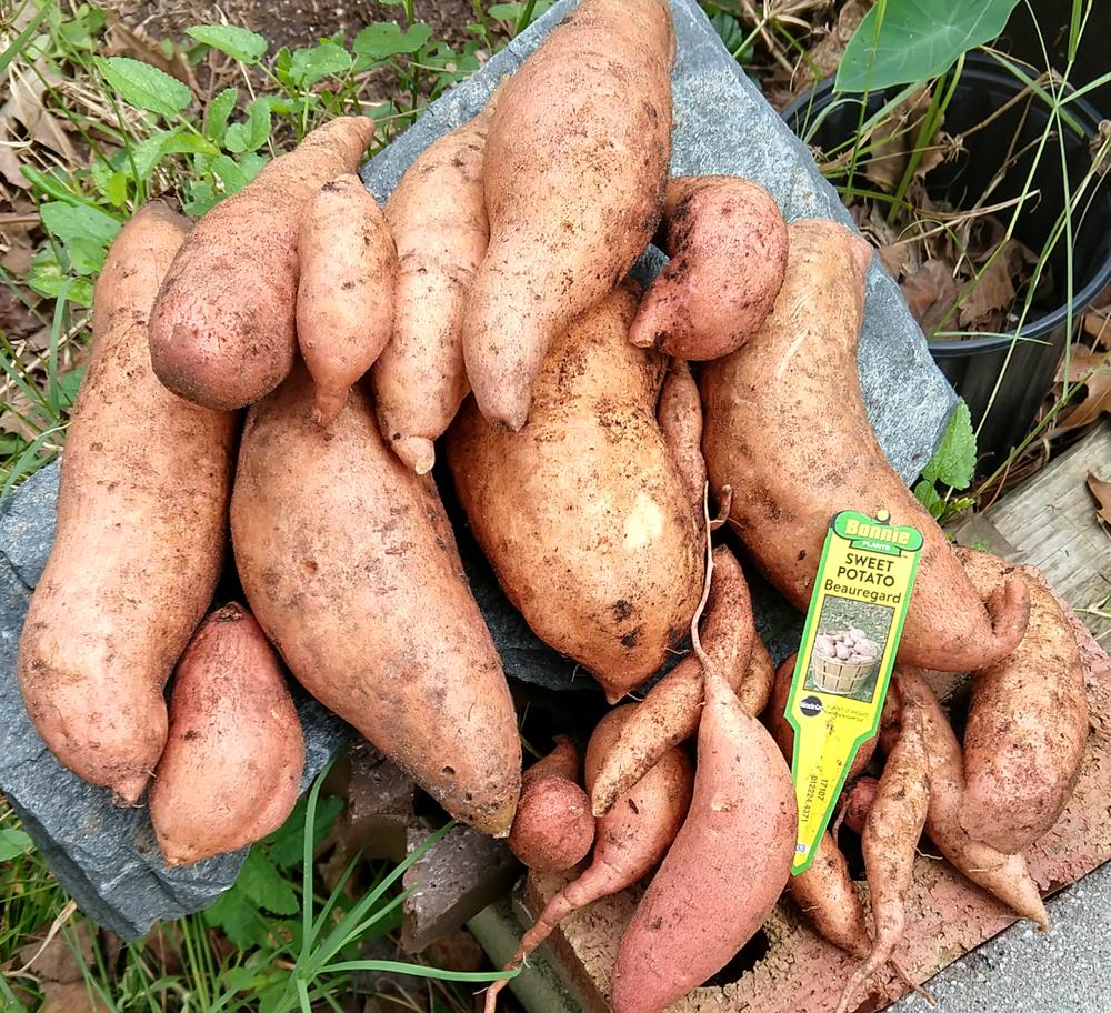 How to Grow and Care for Sweet Potatoes - Garden.org
