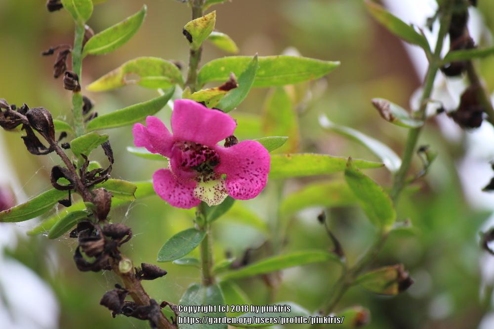 Photo of the bloom of Summer Snapdragon (Angelonia angustifolia ...