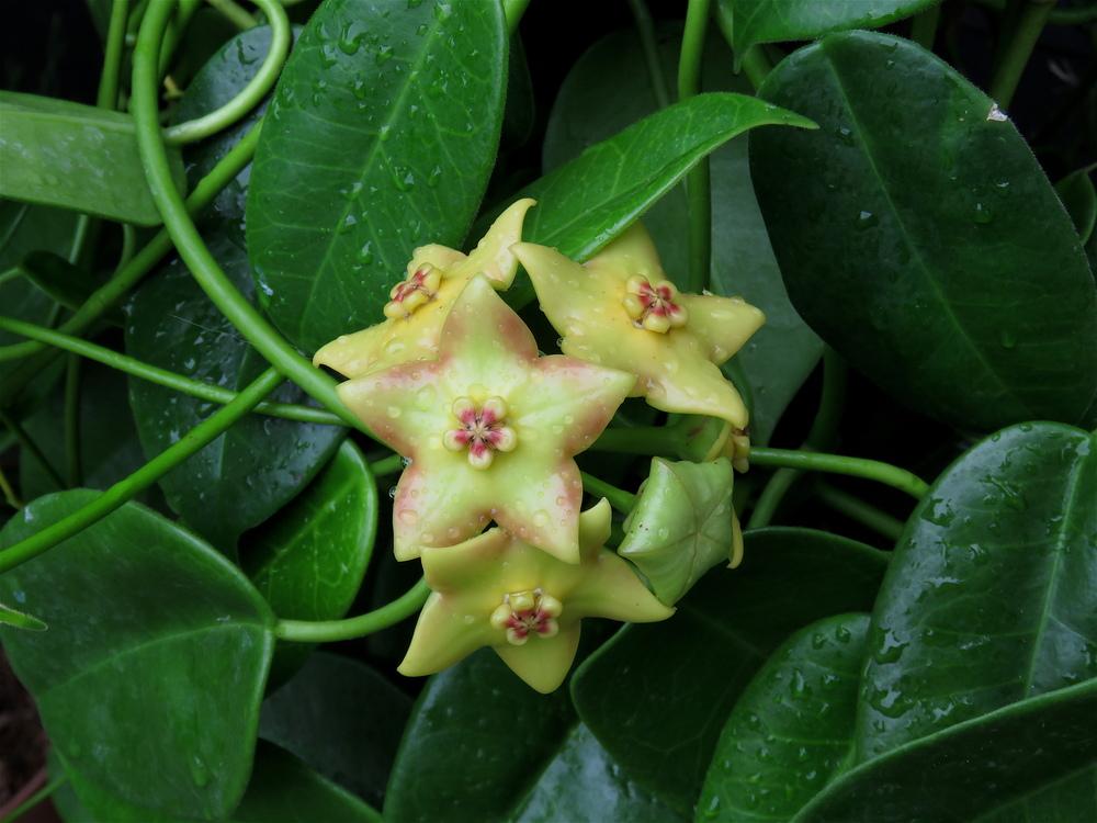 Hoyas: Plant Care and Collection of Varieties - Garden.org