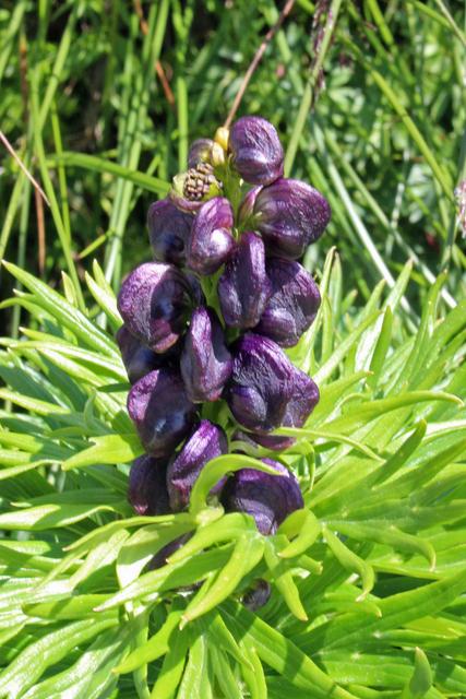 Aconitum tauricum - Garden.org