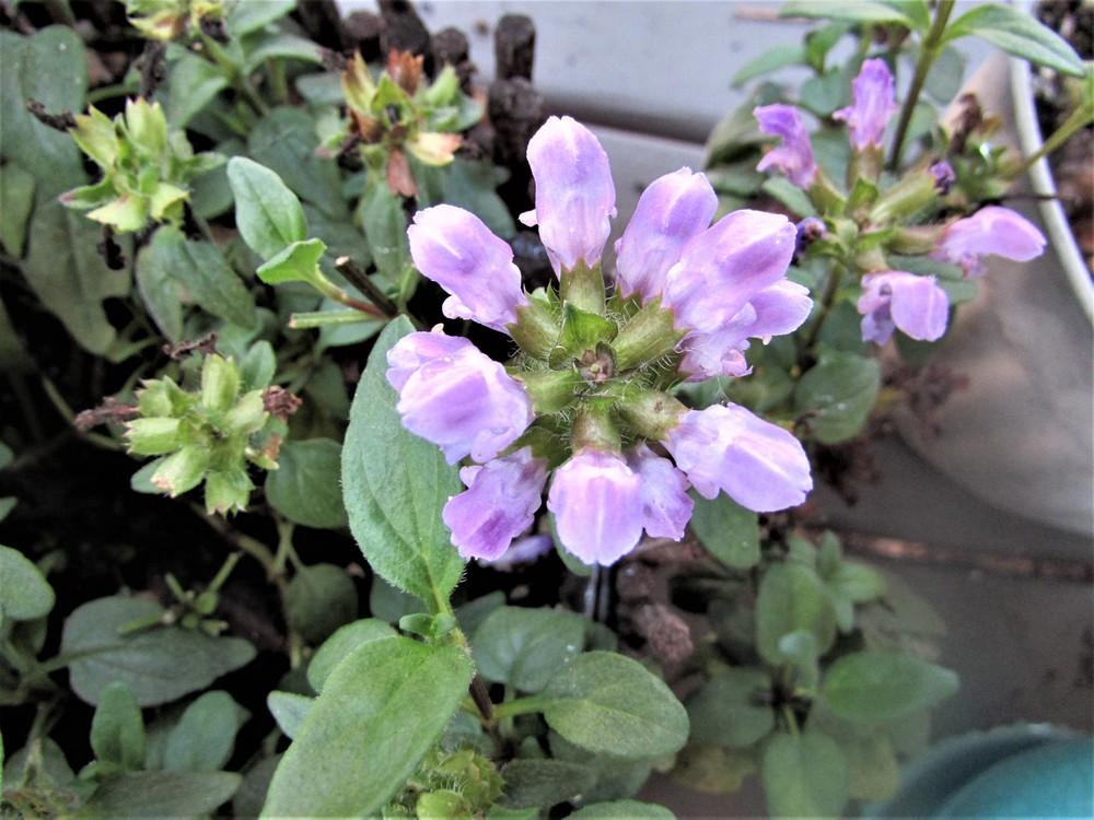 Prunella (Prunella grandiflora 'Freelander Blue') - Garden.org