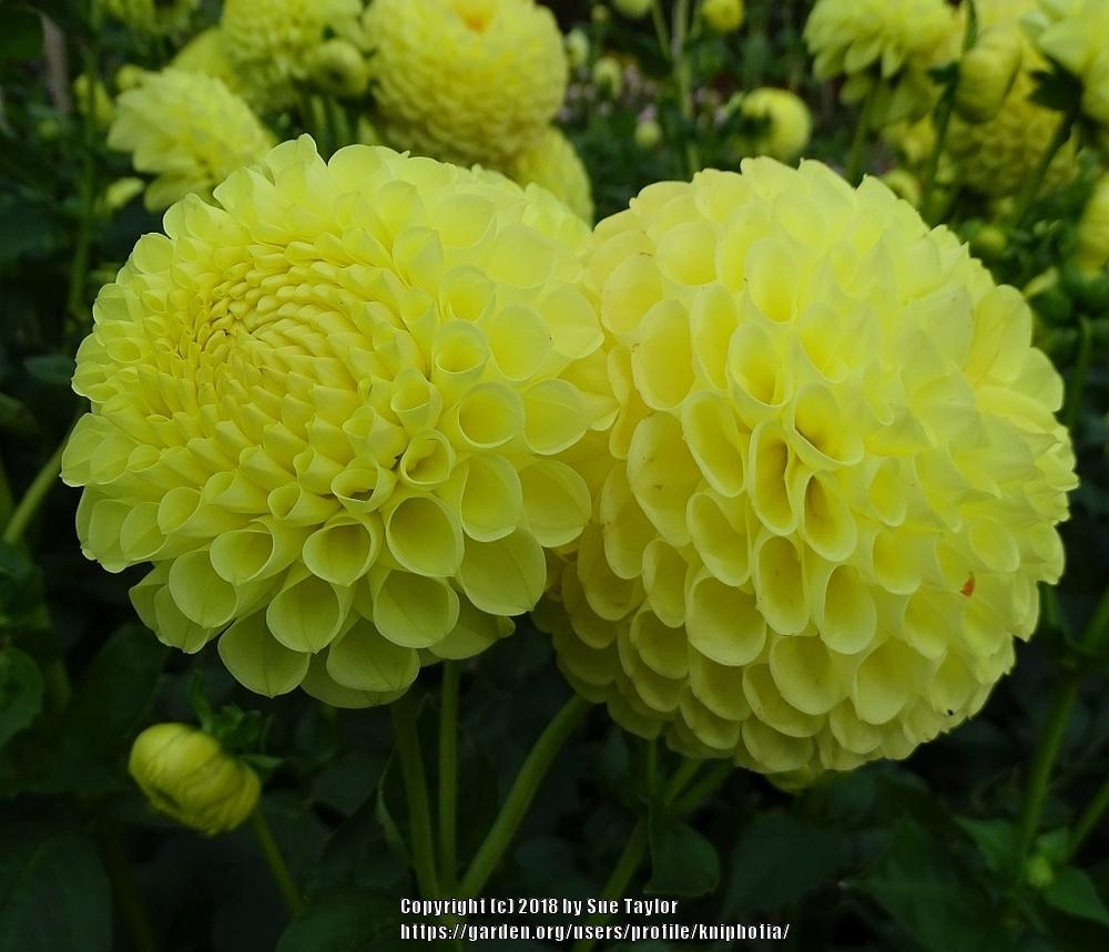 Dahlia 'Clearview Daniel' in the Dahlias Database - Garden.org