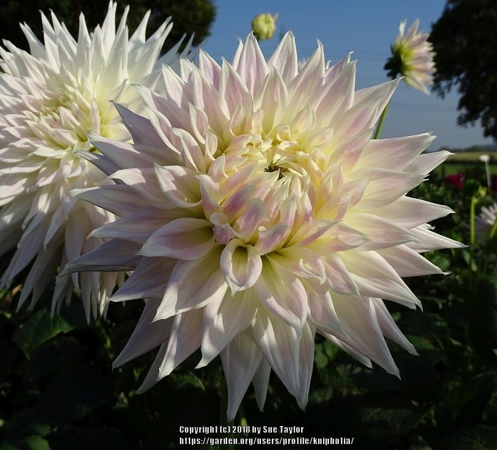 Dahlia 'Clearview Edie' in the Dahlias Database - Garden.org