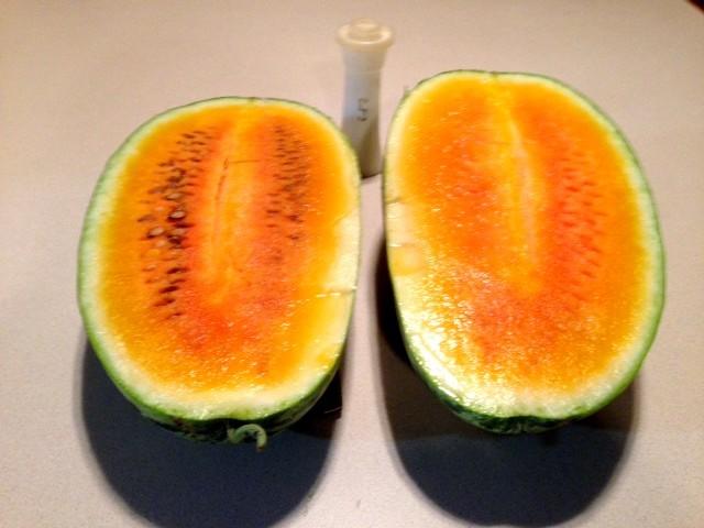 Watermelon (Citrullus lanatus 'Orangeglo') in the Watermelons Database ...