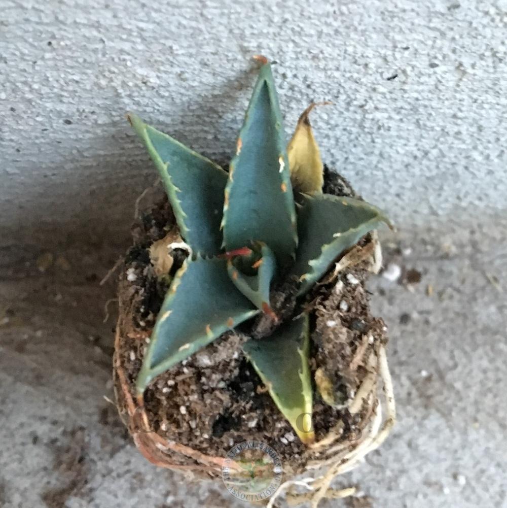 Utah Agave (Agave utahensis subsp. utahensis) in the Agaves Database ...