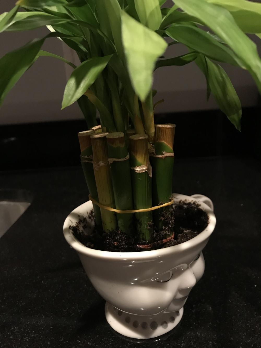 What's wrong with my lucky bamboo? in the Ask a Question forum - Garden.org
