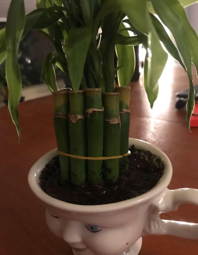 What's wrong with my lucky bamboo? in the Ask a Question forum - Garden.org