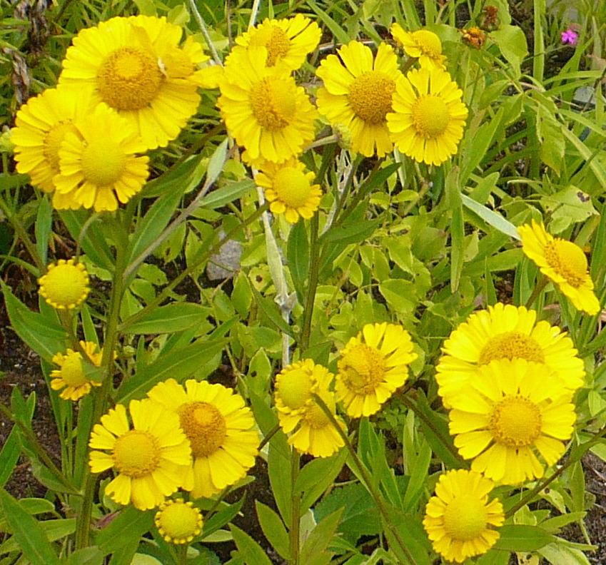 Photo of the closeup of buds, sepals and receptacles of Sneezeweed ...