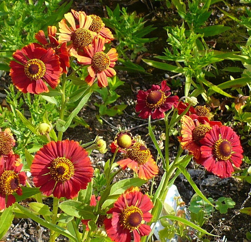 Photo of the stamens, filaments and pistils of Sneezeweed (Helenium ...