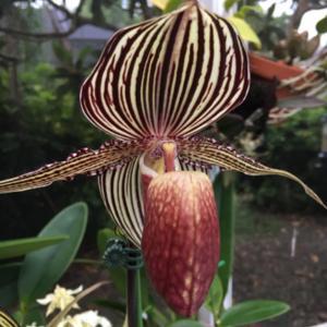 Rothschild's Slipper Orchid (Paphiopedilum rothschildianum) - Garden.org