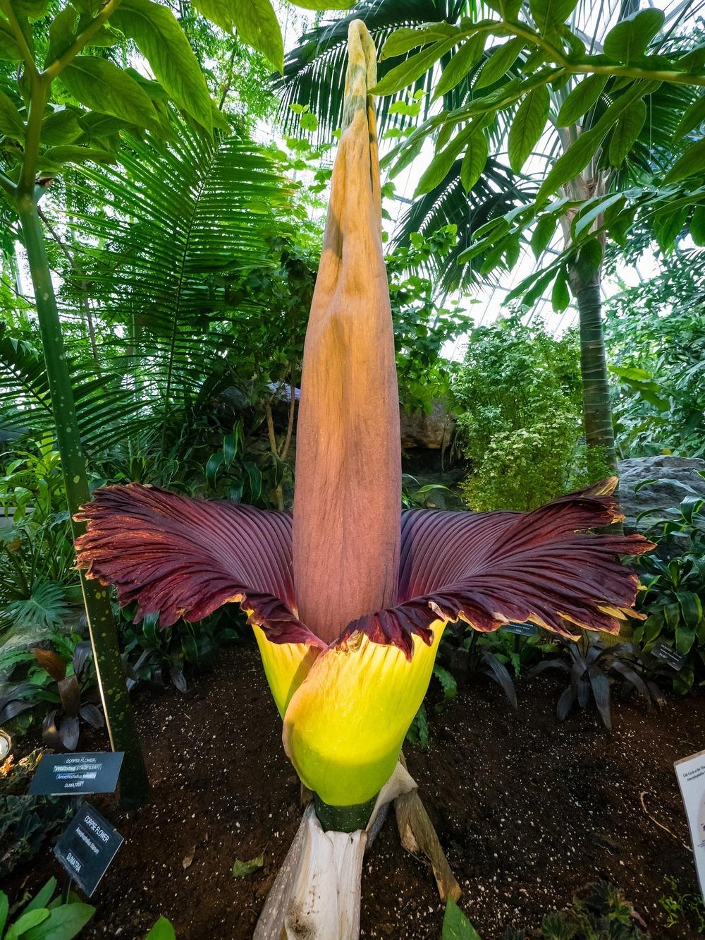 Amorphophallus: Plant Care and Collection of Varieties - Garden.org