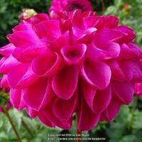 Photo of the bloom of Dahlia 'JS Dorothy Rose' posted by kniphofia ...