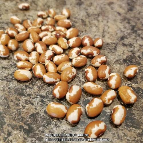 Bush Bean (Phaseolus vulgaris 'Zuni Gold') in the Beans Database ...