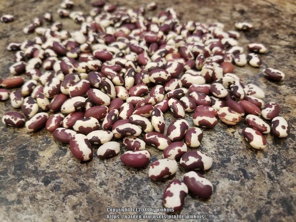 Beans: Plant Care and Collection of Varieties - Garden.org