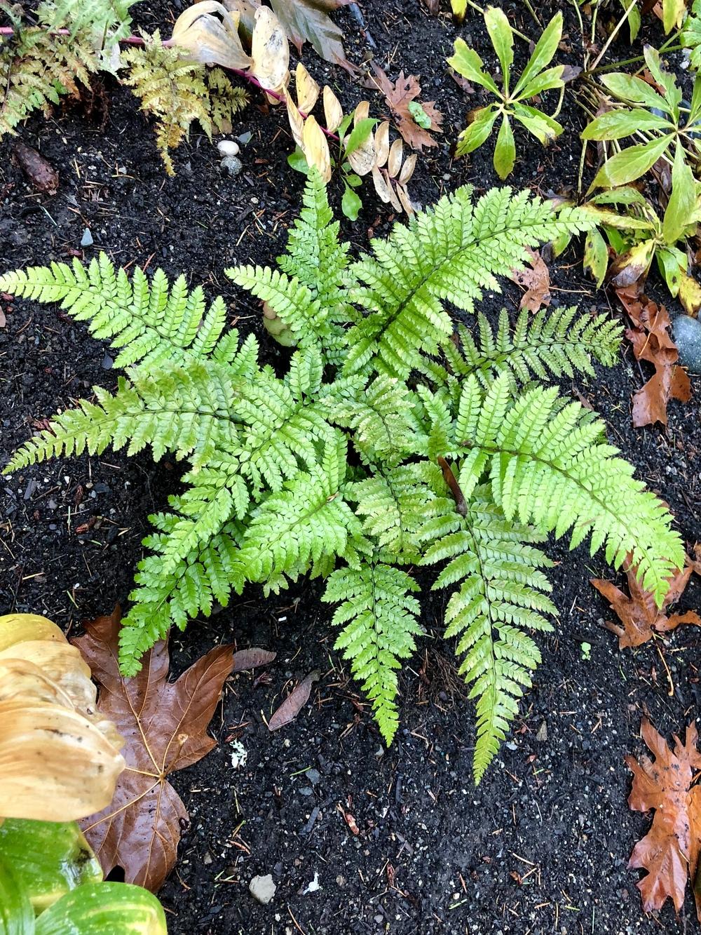 Japanese Lace Fern (Polystichum polyblepharum) - Garden.org