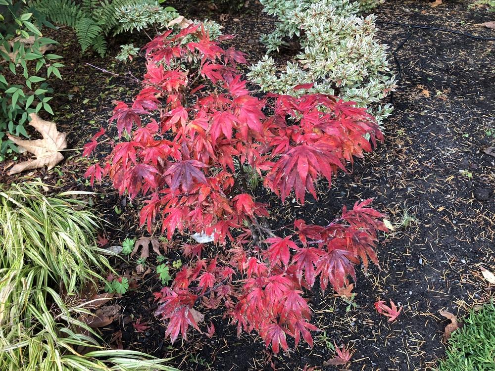 Photo of the fall color of Japanese Maple (Acer palmatum 'Oregon Sunset ...