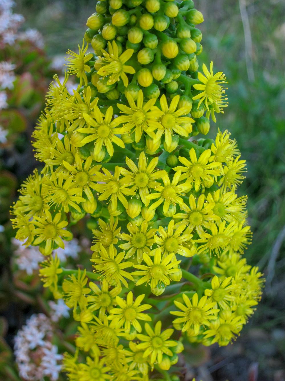 Photo of the bloom of Aeonium 'Cyclops' posted by Baja_Costero - Garden.org