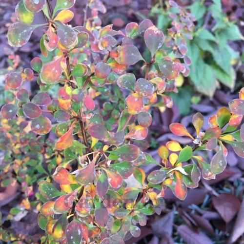 Japanese Barberry (Berberis thunbergii 'Aurea Nana') in the Barberries ...