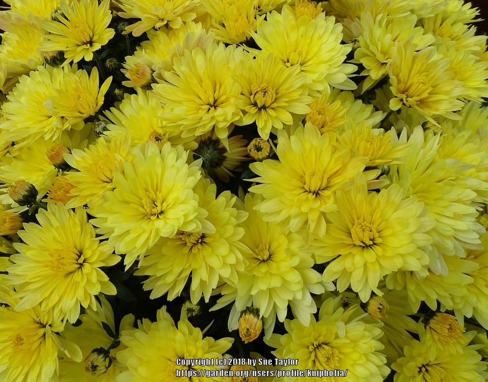 Photo of the bloom of Belgian Chrysanthemum (Chrysanthemum 'Aluga ...