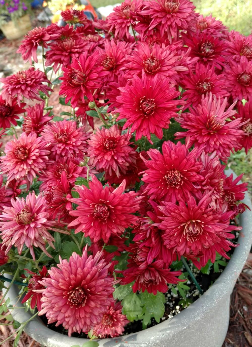 Photo of the entire plant of Reflexed Korean Chrysanthemum ...