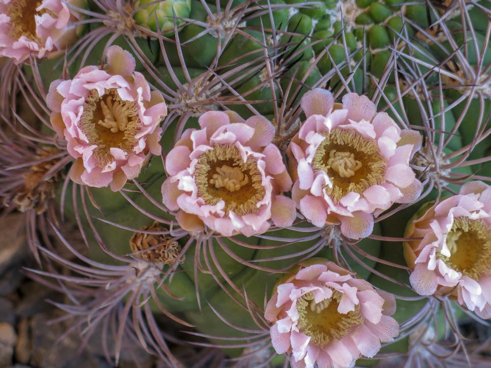 Giant Chin Cactus (Gymnocalycium saglionis) - Garden.org