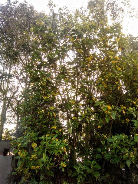 Identify this Tree in the Plant ID forum - Garden.org