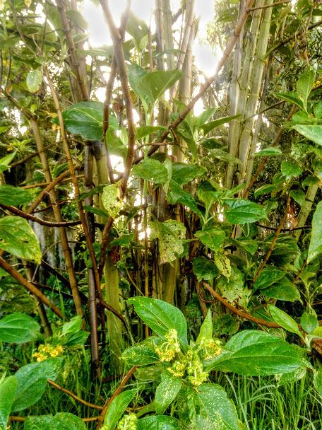 Identify this Tree in the Plant ID forum - Garden.org