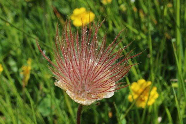 Alpine Avens (Geum montanum) - Garden.org