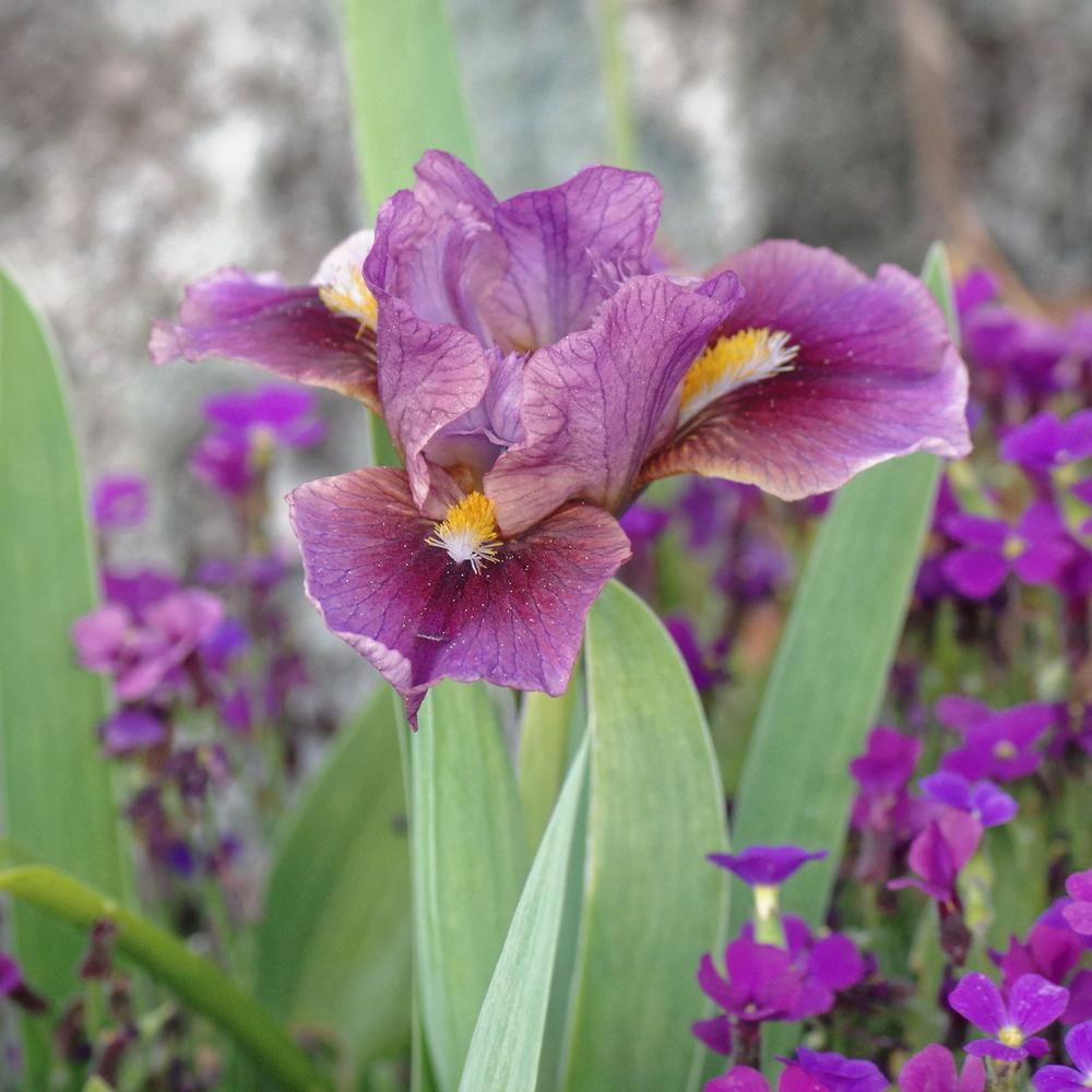 Standard Dwarf Bearded Iris (Iris 'Kaleidoscope Mink') in the Irises ...