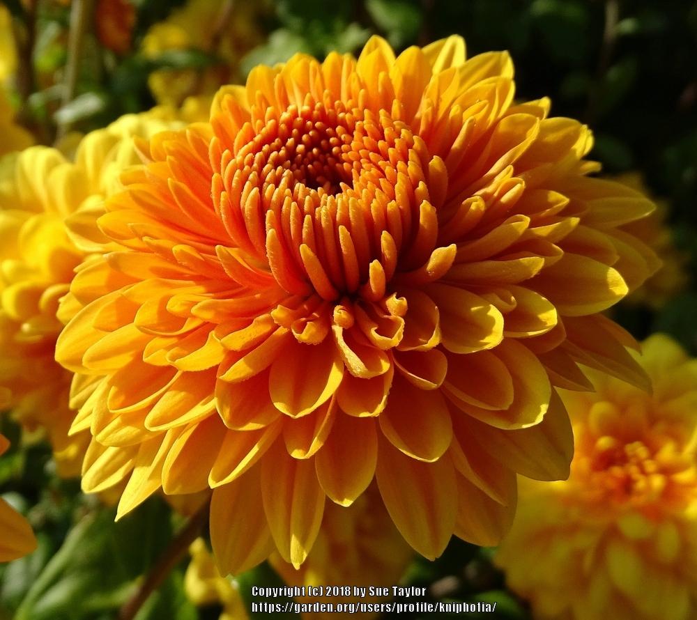 Spray Mum (Chrysanthemum 'Roen Sarah') - Garden.org