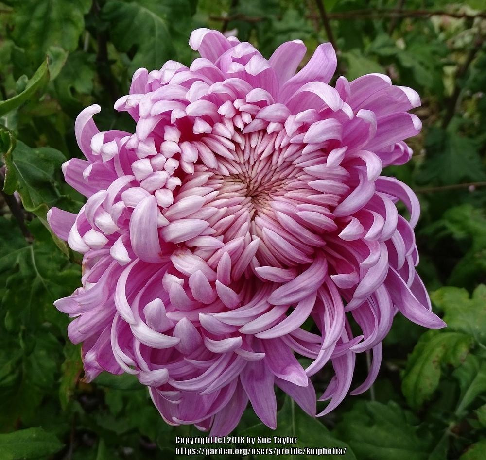 Large Intermediate Mum (Chrysanthemum 'Savanna Charlton') - Garden.org
