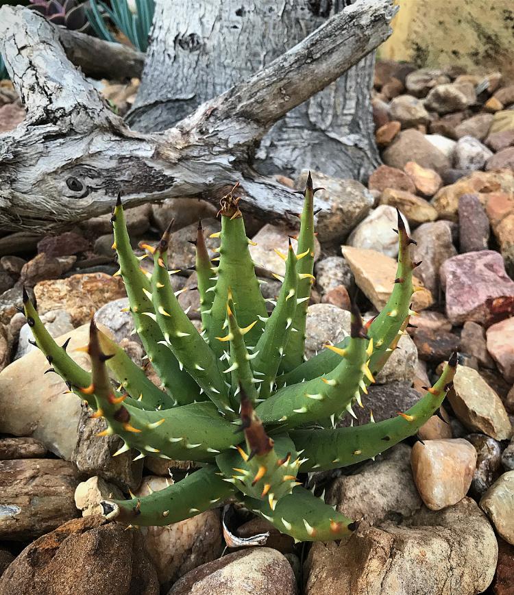 Photo of the seedling or young plant of Black-Spined Aloe (Aloe ...