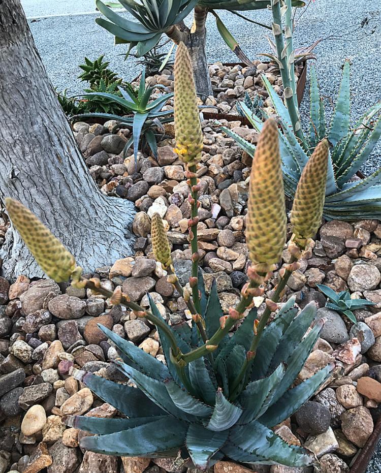 Aloes: Plant Care and Collection of Varieties - Garden.org