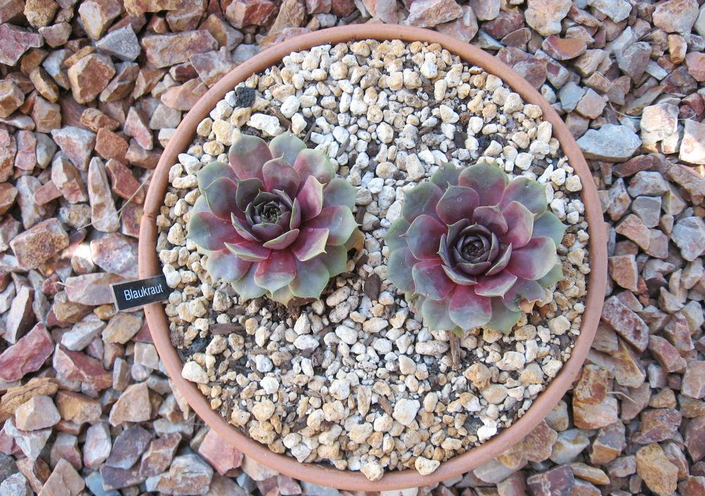 Sempervivum: Plant Care and Collection of Varieties - Garden.org