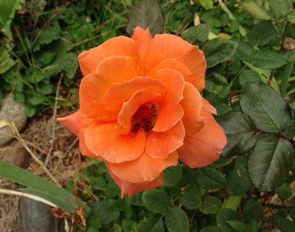 Photo of the bloom of Rose (Rosa 'Flora Danica') posted by Beth_NorCal ...