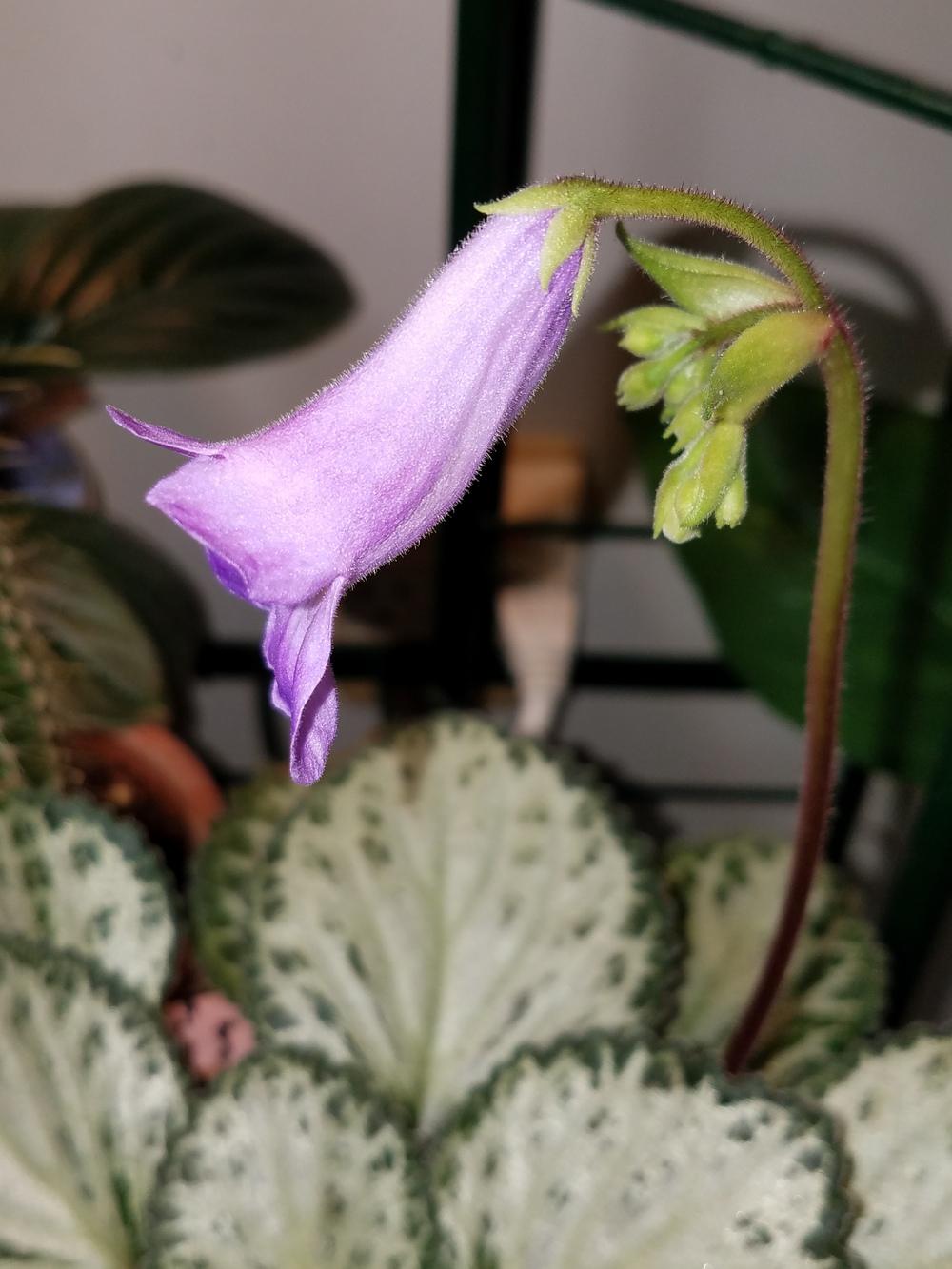 Photo of the closeup of buds, sepals and receptacles of Chirita ...