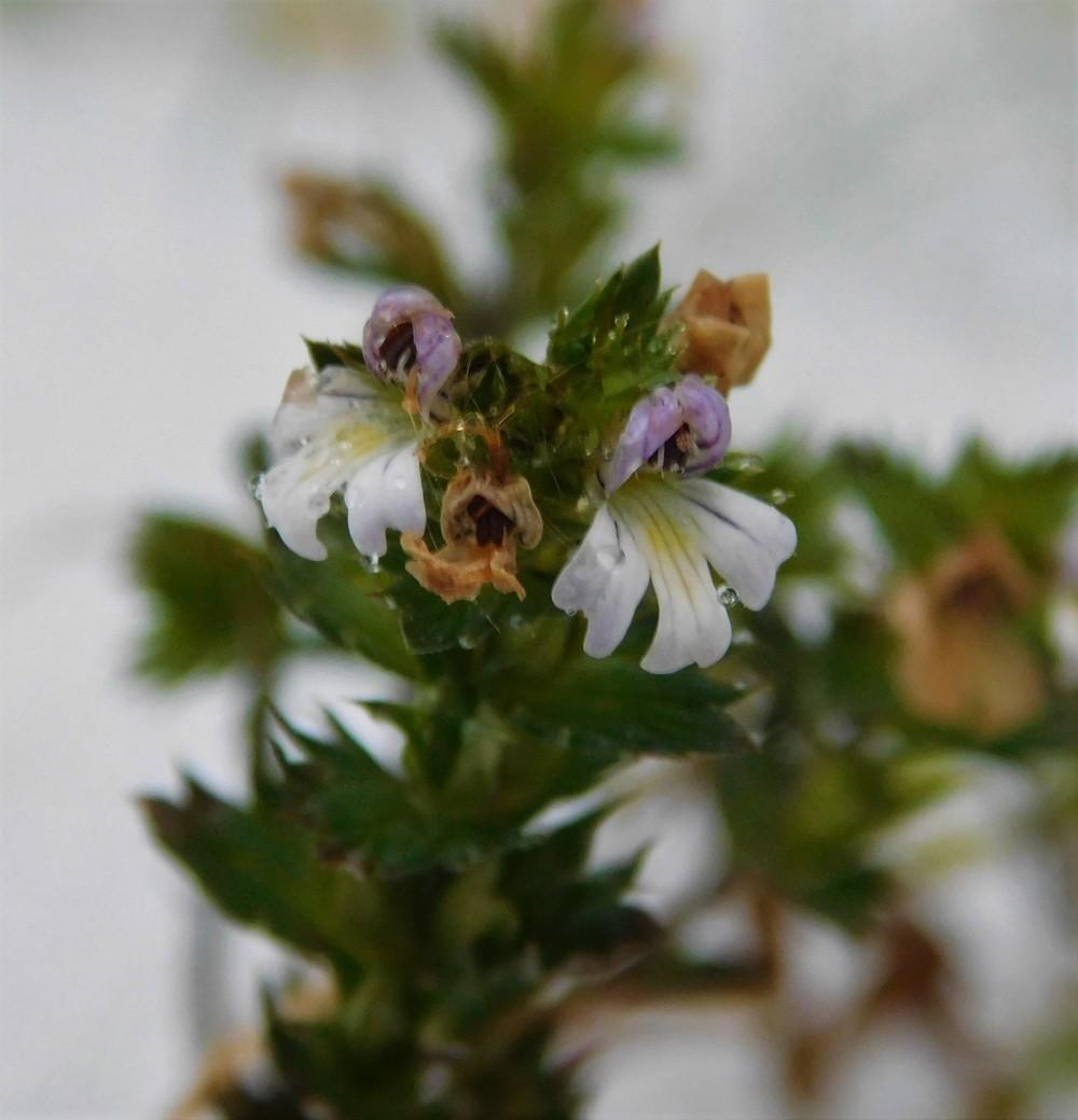Eyebright (Euphrasia nemorosa) - Garden.org