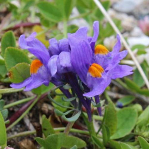 Alpine Toadflax (Linaria alpina) - Garden.org