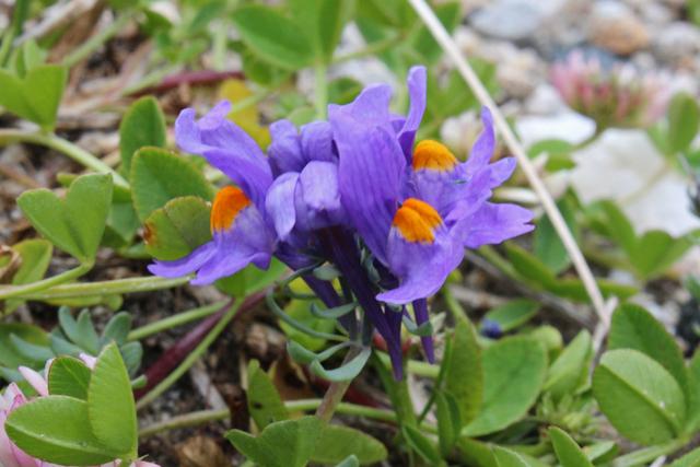Alpine Toadflax (Linaria alpina) - Garden.org