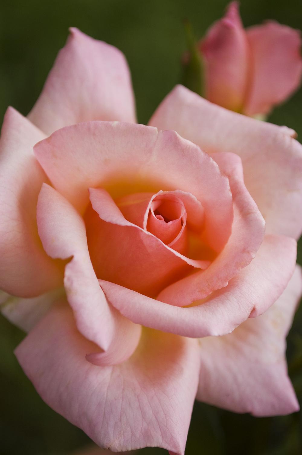 Photo of the bloom of Climbing Hybrid Tea Rose (Rosa 'Compassion ...
