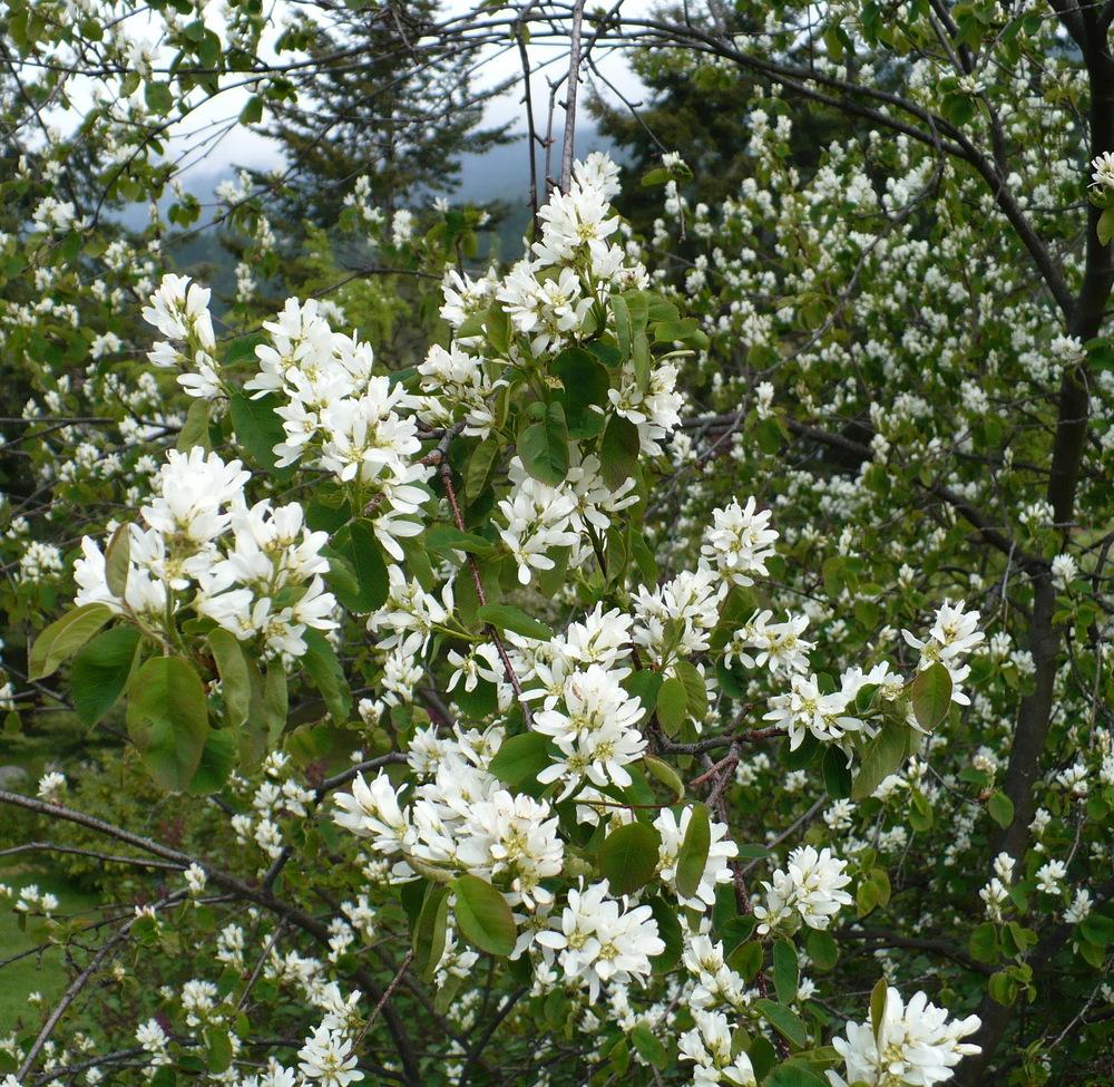 Photo of the bloom of Serviceberry (Amelanchier alnifolia) posted by ...