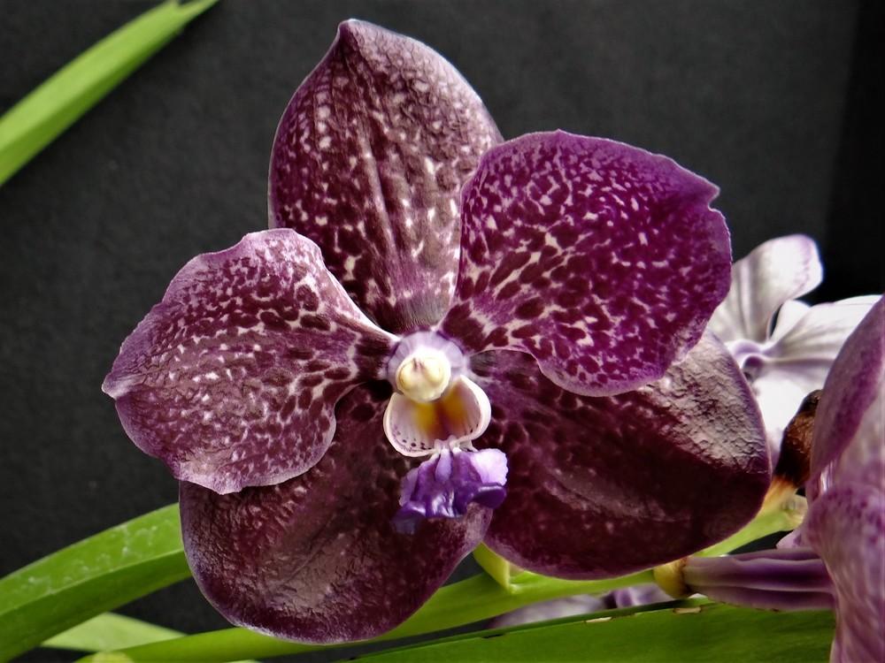 Photo of the bloom of Orchid (Papilionanda Corneels Cilliers) posted by ...