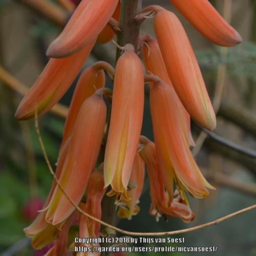 Massawa Aloe (Aloe eumassawana) in the Aloes Database - Garden.org