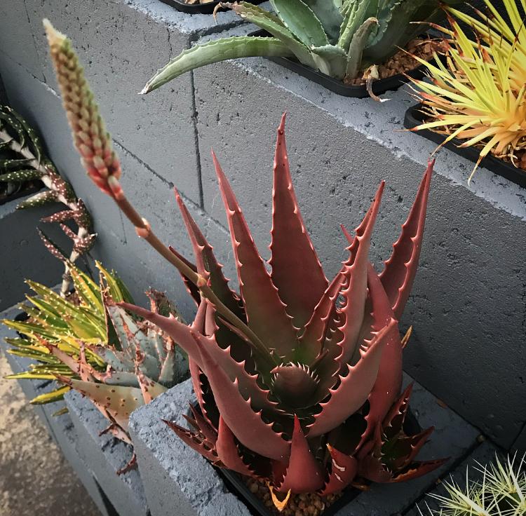 Aloe (Aloe bussei) in the Aloes Database - Garden.org