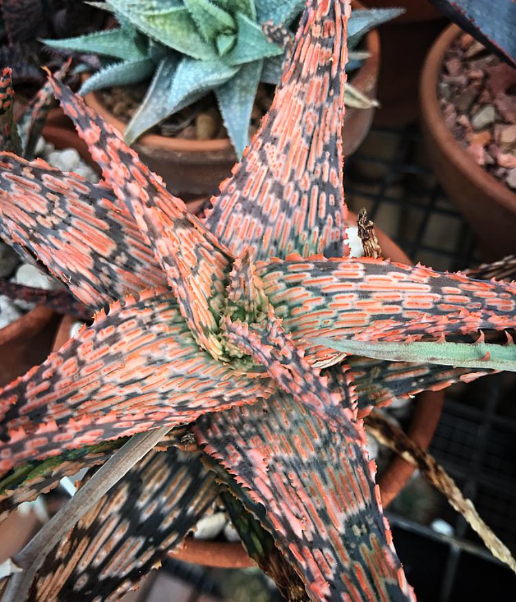 Aloe 'Sunset' in the Aloes Database - Garden.org