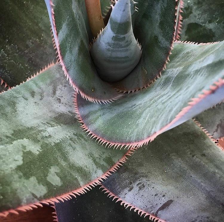 Aloe (Aloe laeta) in the Aloes Database - Garden.org