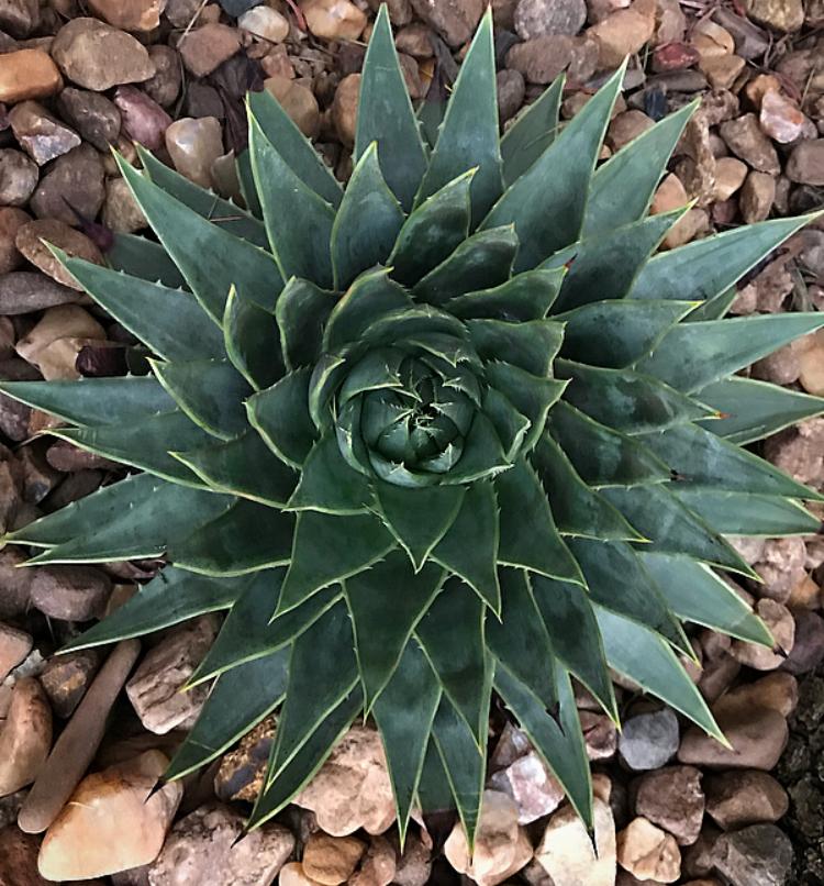 Aloes: Plant Care and Collection of Varieties - Garden.org